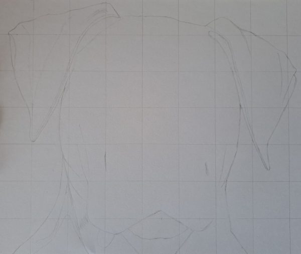 How to Draw a Dog Head (Realistic Front View) | Muus Art