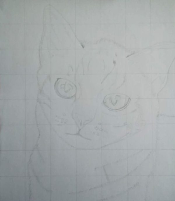 Drawing a Cat’s Head: Learn How to Draw a Cat in Minutes | Muus Art