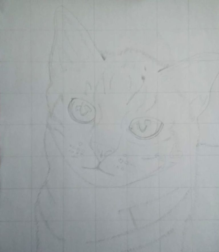 Drawing a Cat’s Head: Learn How to Draw a Cat in Minutes | Muus Art