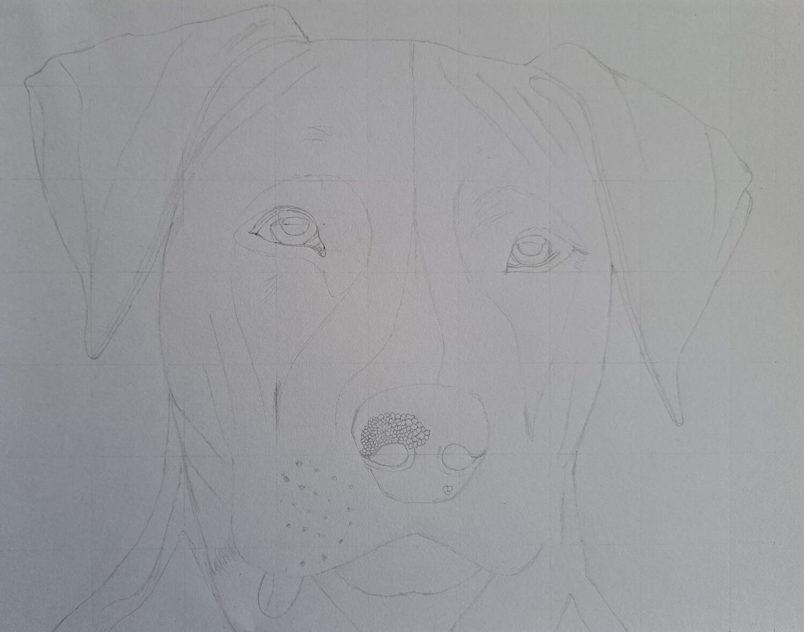 How to Draw a Dog Head (Realistic Front View) | Muus Art