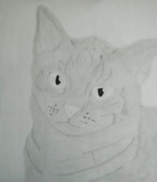 Drawing a Cat’s Head: Learn How to Draw a Cat in Minutes | Muus Art