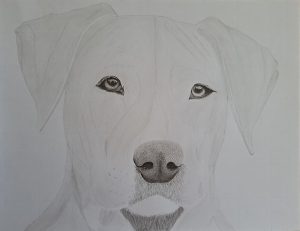 How to Draw a Dog Head (Realistic Front View) | Muus Art