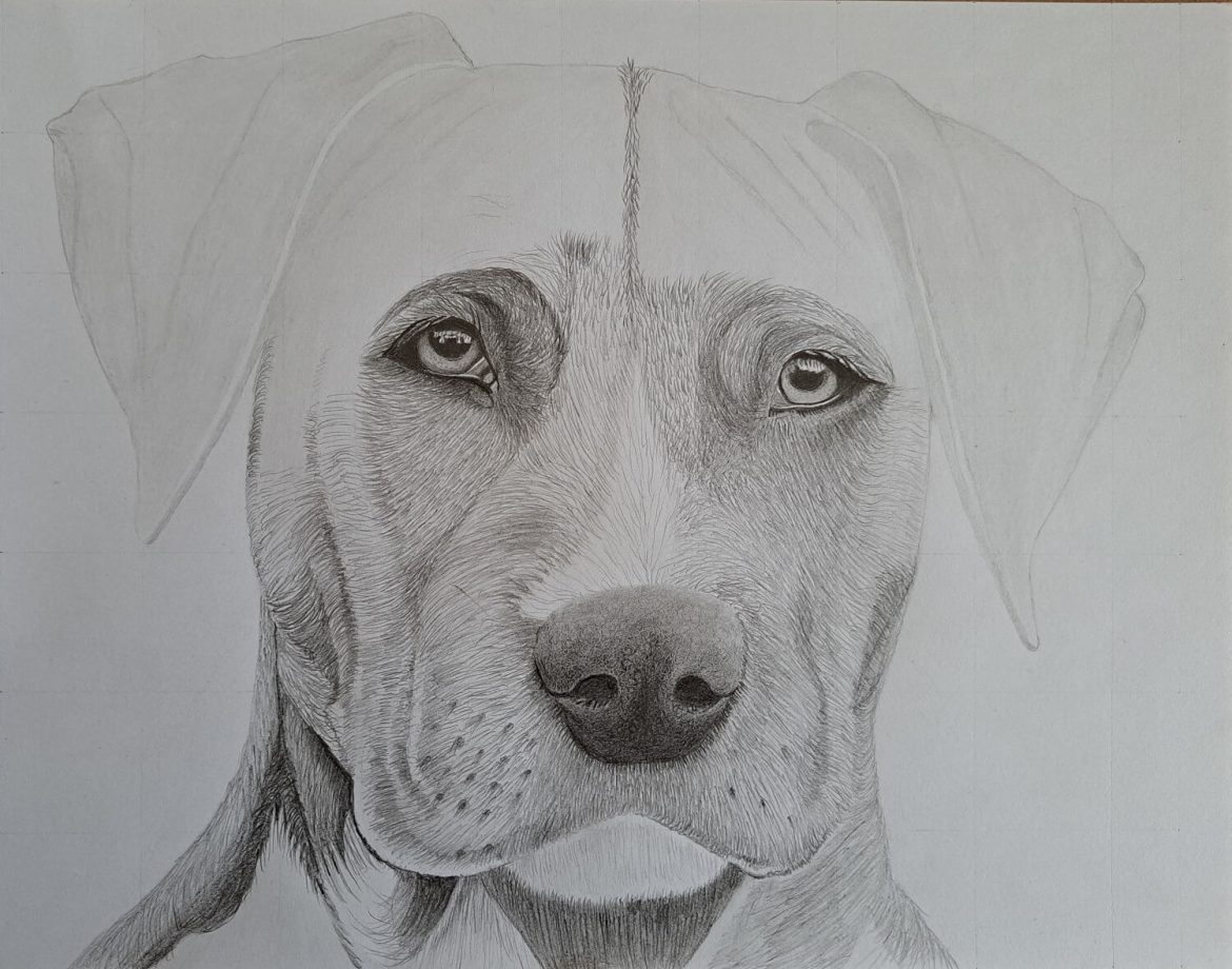 How to Draw a Dog Head (Realistic Front View) | Muus Art