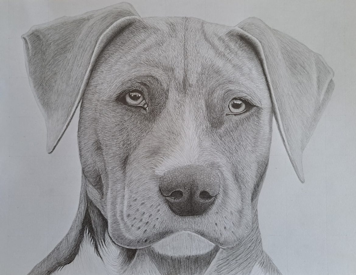 How to Draw a Dog Head (Realistic Front View) | Muus Art