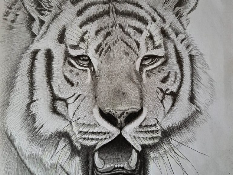 8 Steps To Easily Drawing A Realistic Tiger Muus Art
