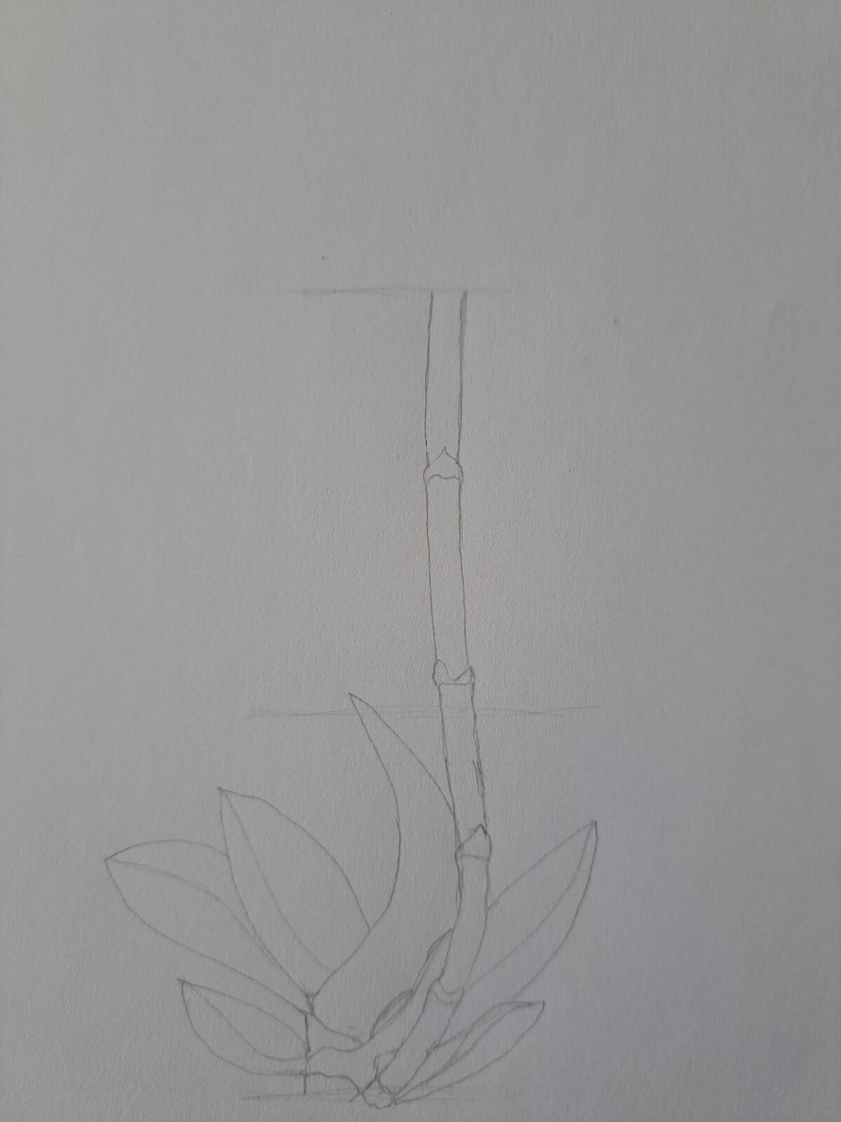 A Step by Step Guide on How to Draw an Orchid | Muus Art