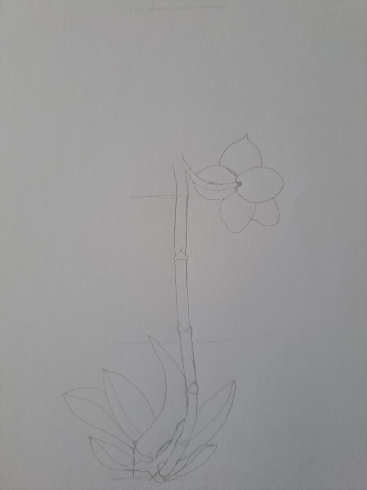 A Step by Step Guide on How to Draw an Orchid | Muus Art