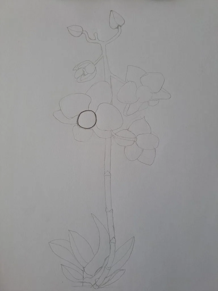A Step by Step Guide on How to Draw an Orchid | Muus Art