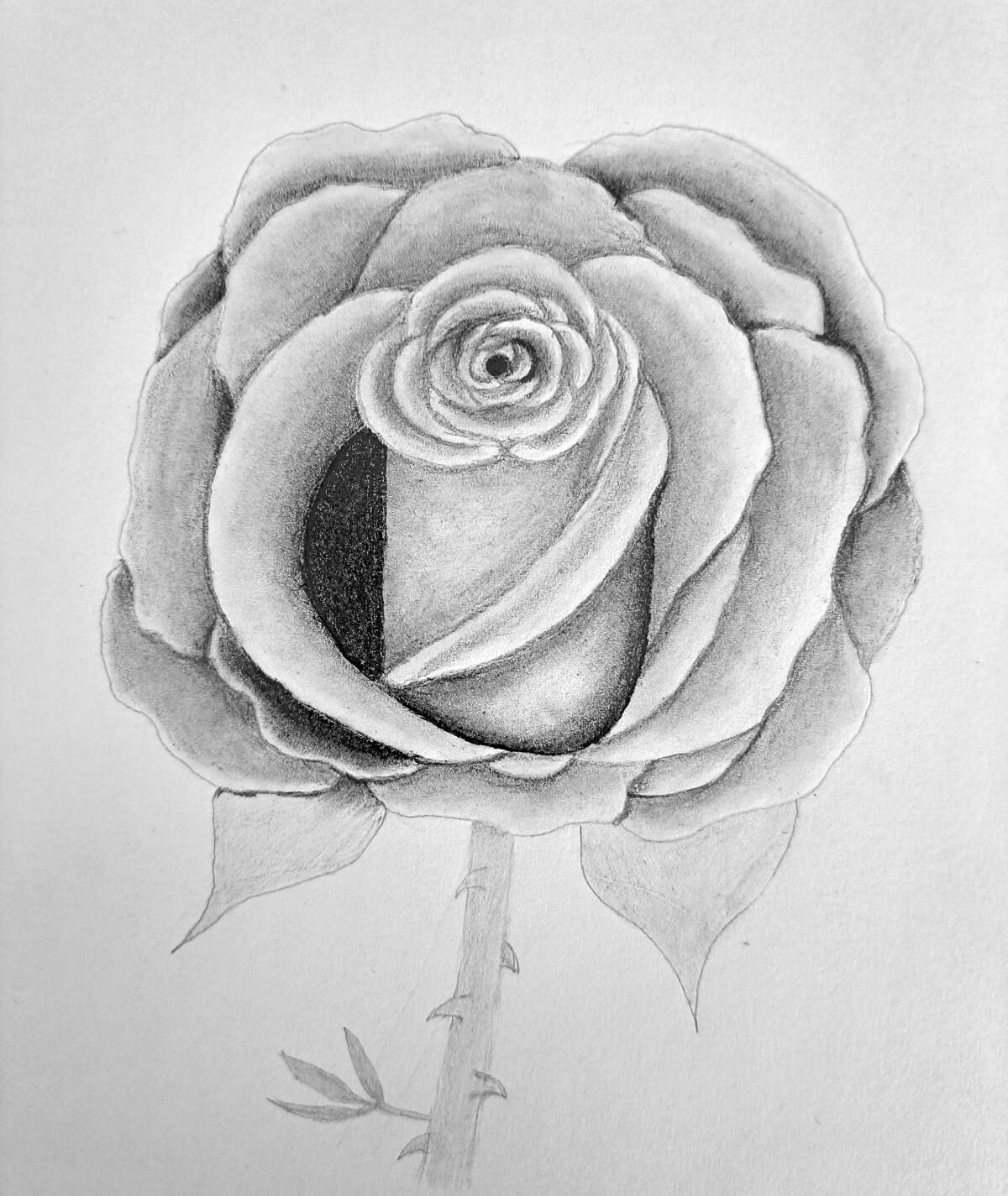 How to Draw a Rose in 7 Easy Steps | Muus Art