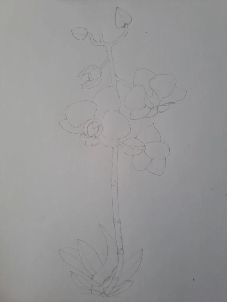A Step by Step Guide on How to Draw an Orchid | Muus Art