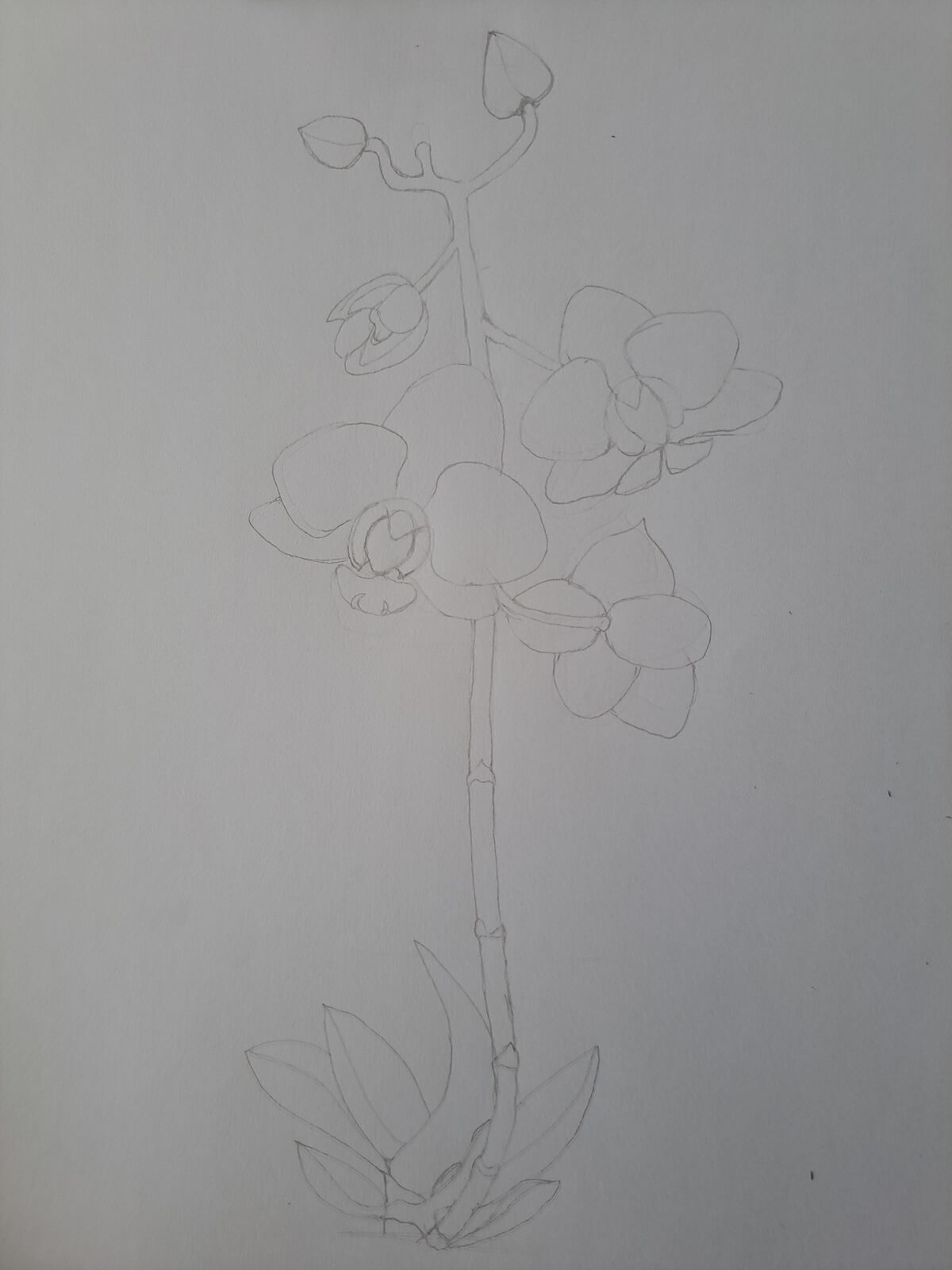 A Step by Step Guide on How to Draw an Orchid | Muus Art