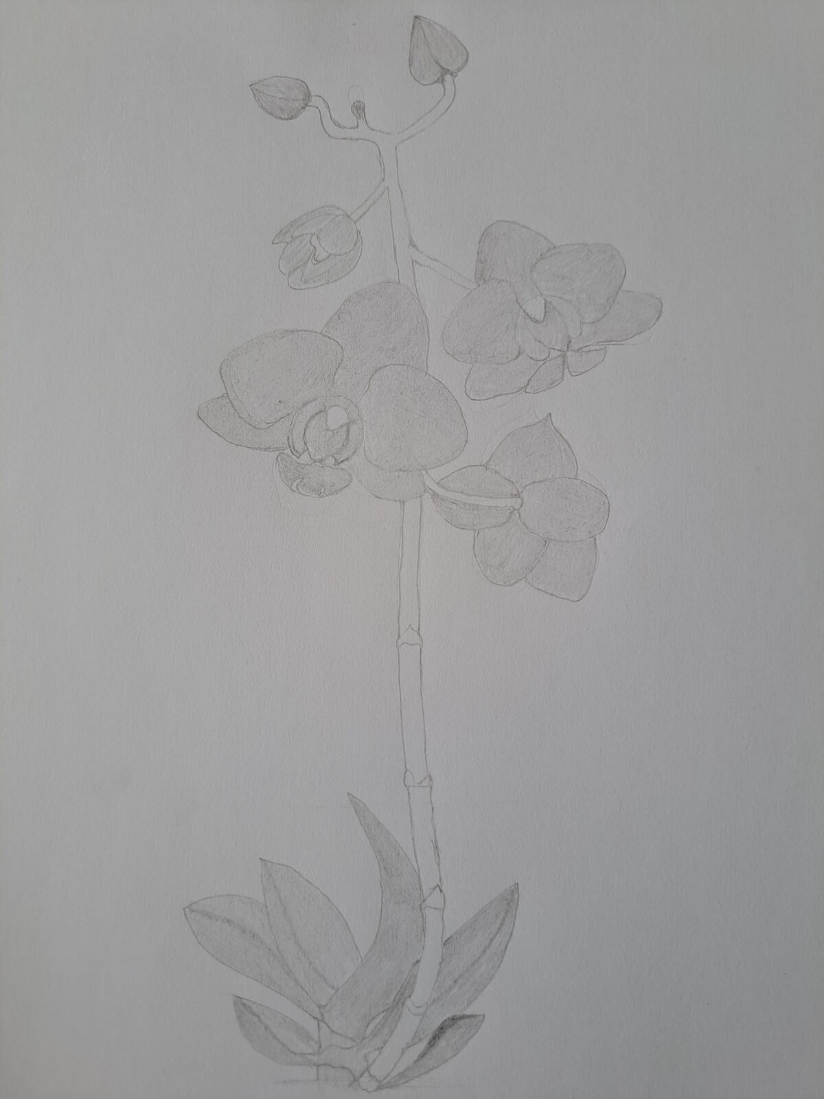 A Step by Step Guide on How to Draw an Orchid | Muus Art