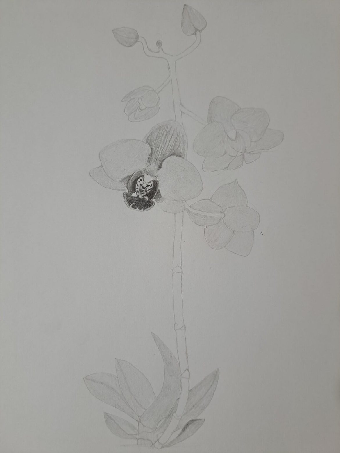 A Step by Step Guide on How to Draw an Orchid | Muus Art