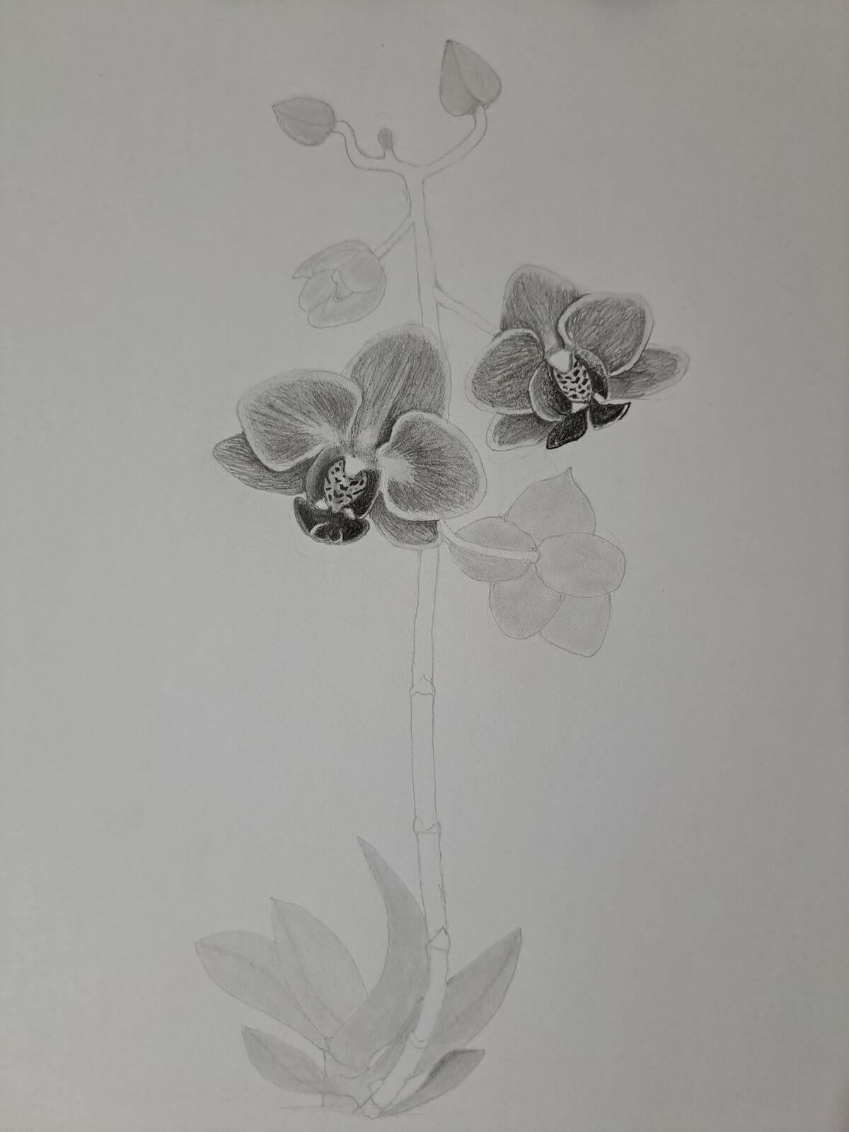 A Step by Step Guide on How to Draw an Orchid | Muus Art