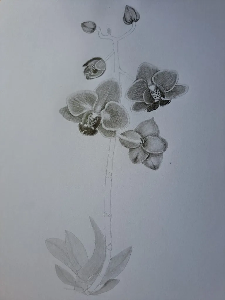 Flower Orchid Drawing Orchid Drawing By Jenny Andreoli Pixels