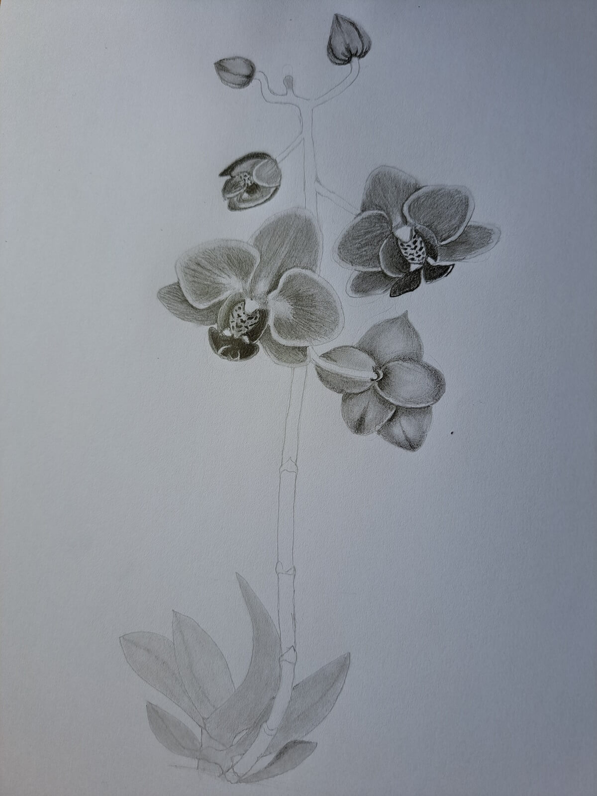 A Step by Step Guide on How to Draw an Orchid | Muus Art