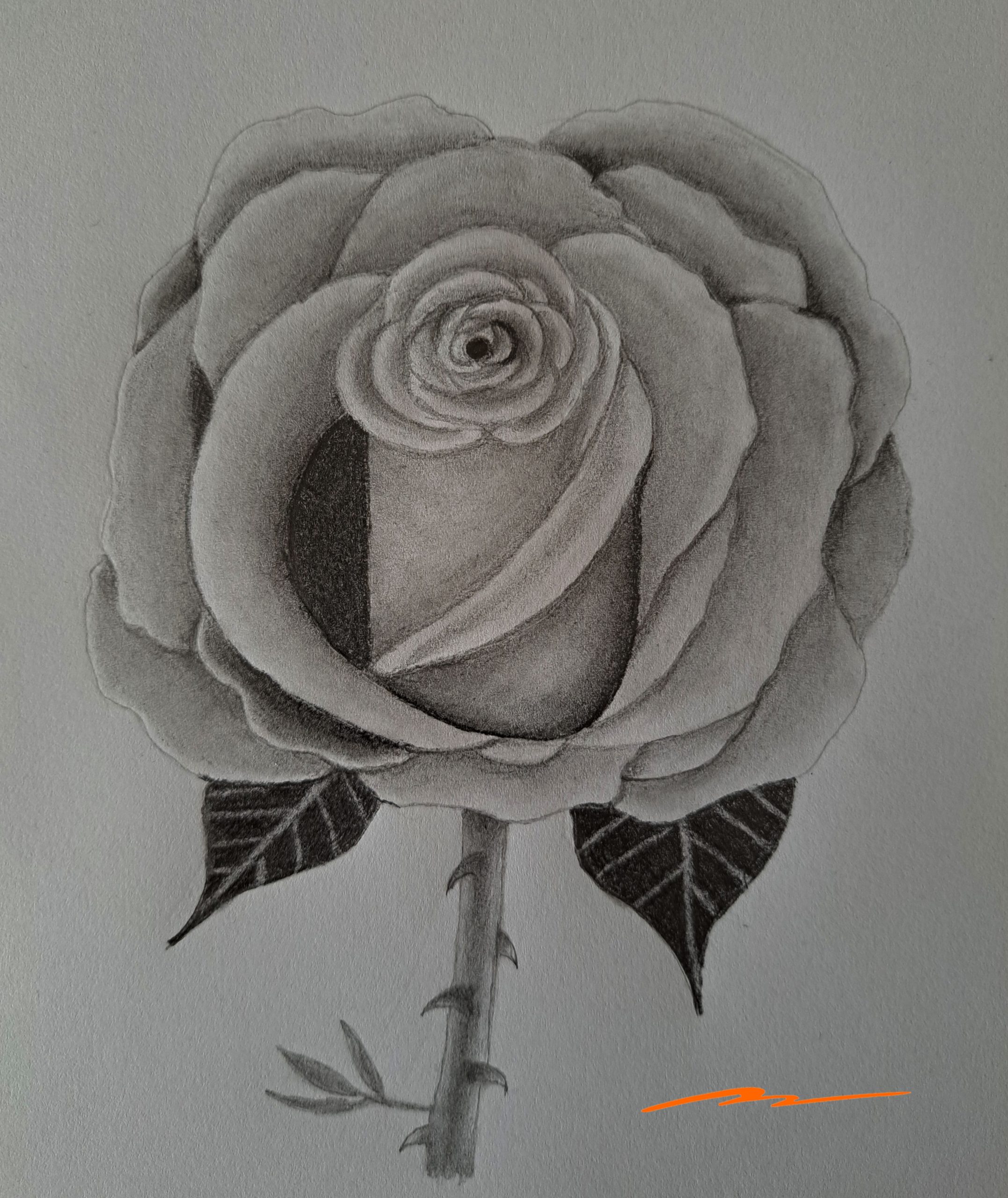 How to Draw a Rose in 7 Easy Steps | Muus Art