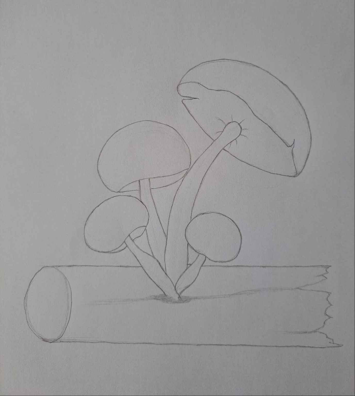 An Easy Guide on How to Draw Mushrooms | Muus Art