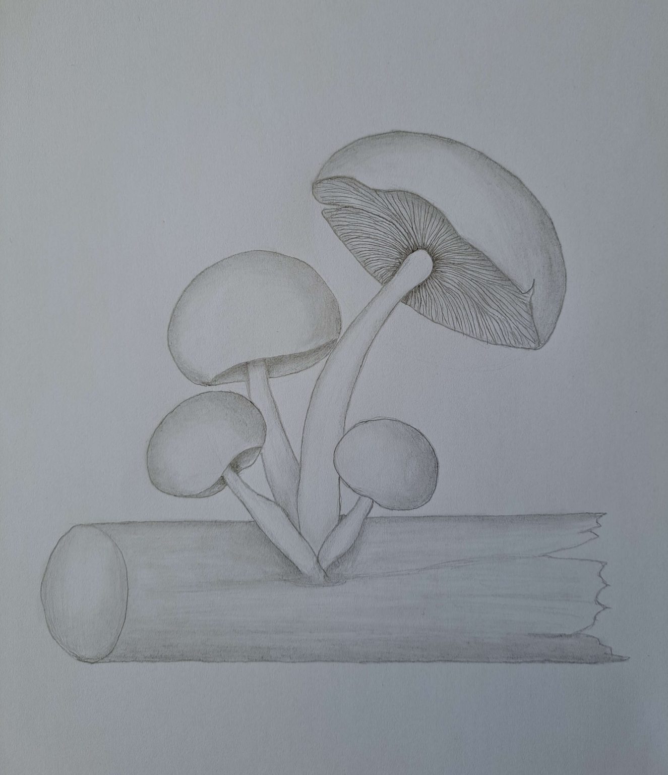 An Easy Guide on How to Draw Mushrooms | Muus Art