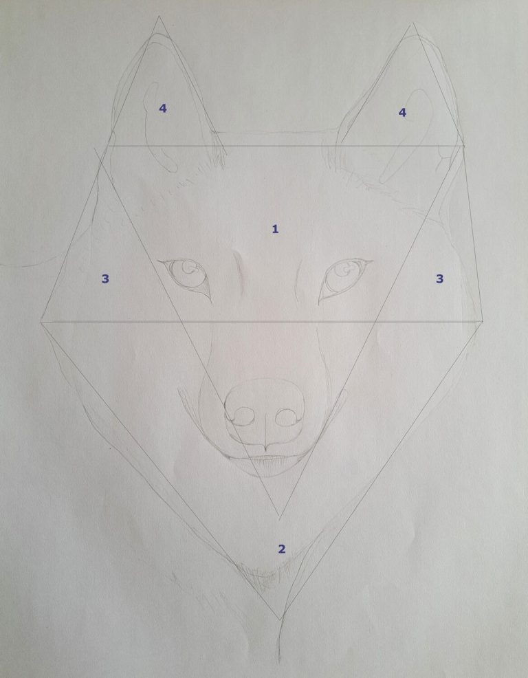 Realistic Wolf Drawing: How to Draw a Wolf Head Easily | Muus Art