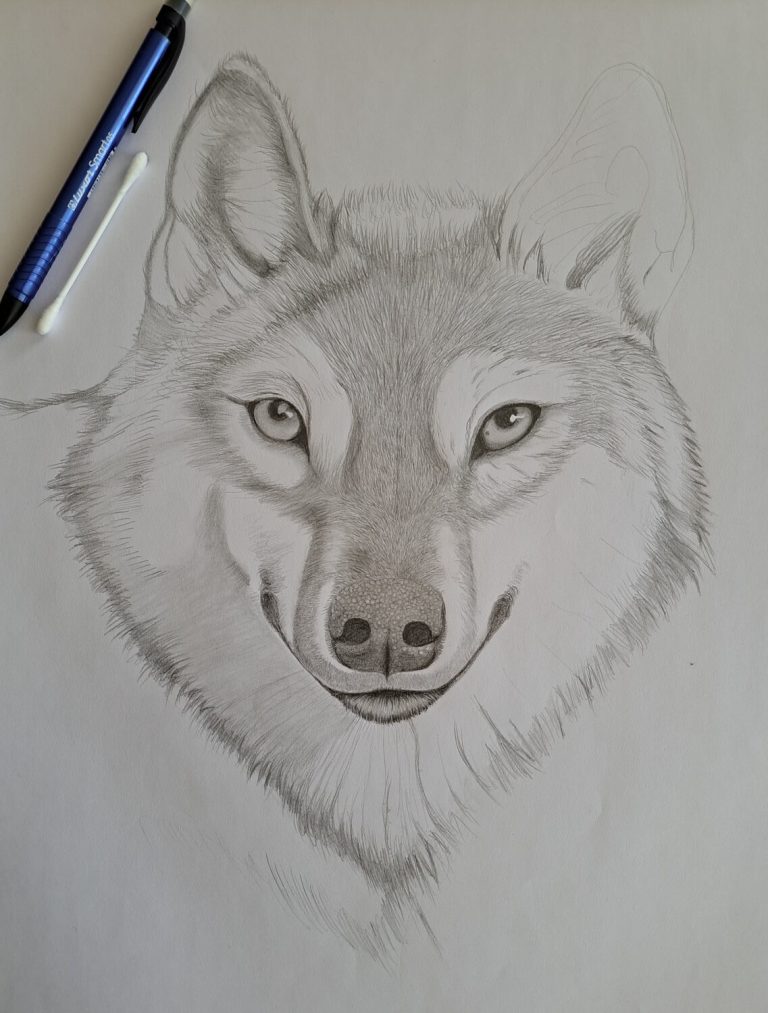 Realistic Wolf Drawing: How to Draw a Wolf Head Easily | Muus Art