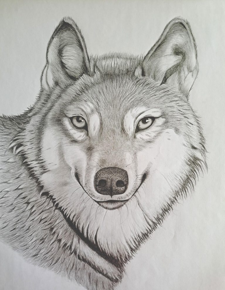 Realistic Wolf Drawing: How to Draw a Wolf Head Easily | Muus Art