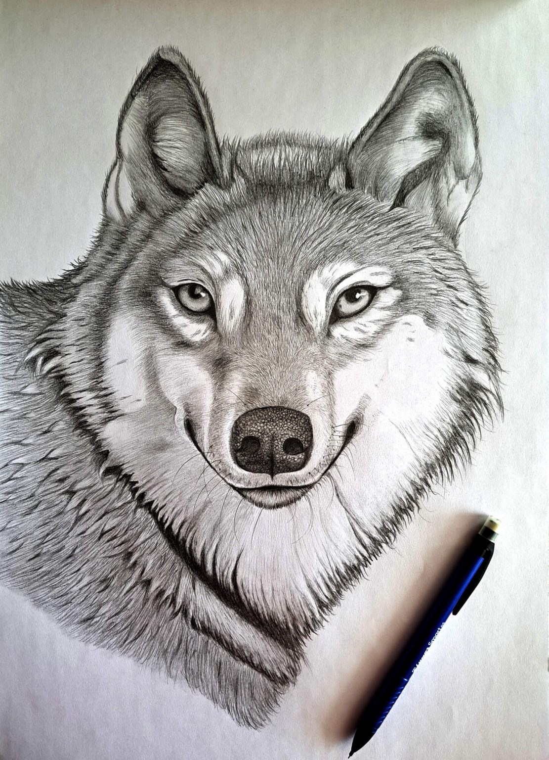 Realistic Wolf Drawing: How to Draw a Wolf Head Easily | Muus Art