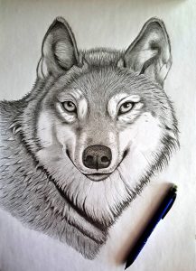 Realistic Wolf Drawing: How to Draw a Wolf Head Easily | Muus Art