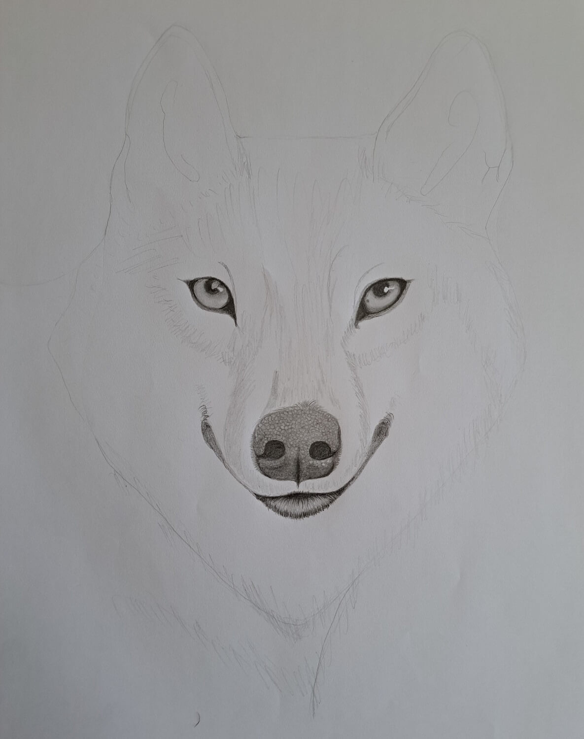 Realistic Wolf Drawing: How to Draw a Wolf Head Easily | Muus Art