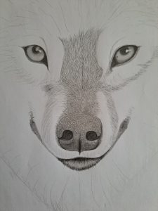 Realistic Wolf Drawing: How to Draw a Wolf Head Easily | Muus Art