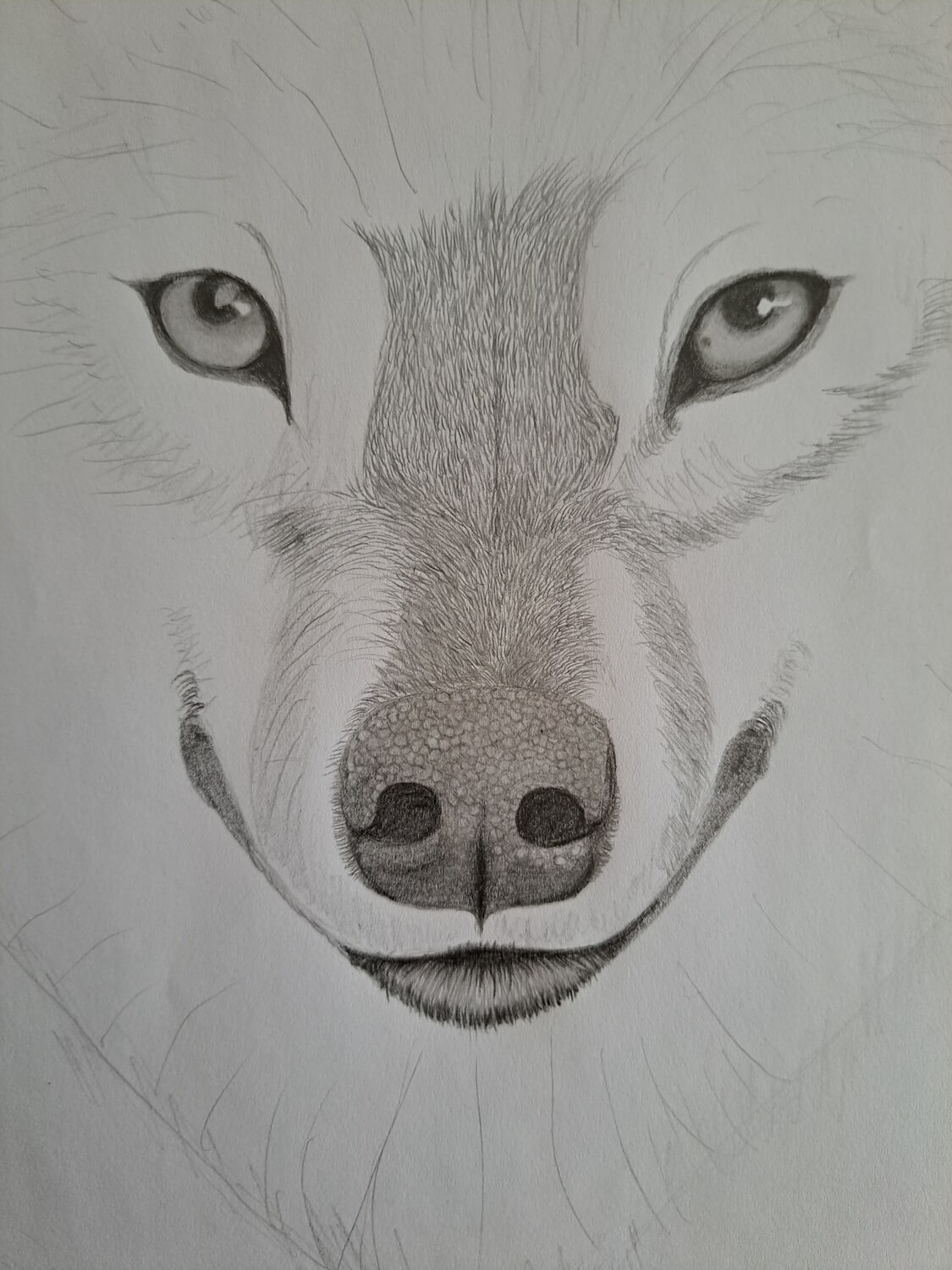 Realistic Wolf Drawing: How to Draw a Wolf Head Easily | Muus Art
