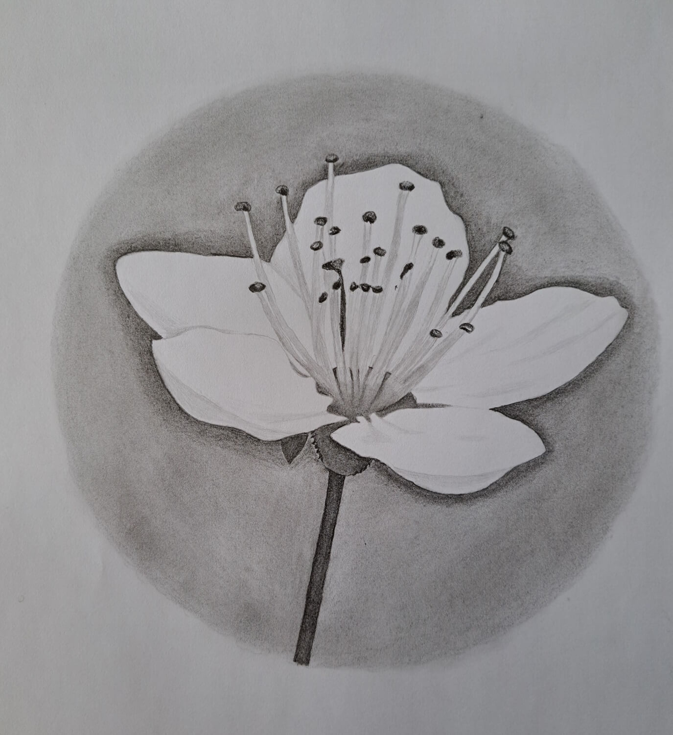 Easy Guide to Drawing Cherry Blossom | Muus Art
