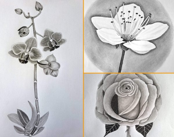 The Ultimate Guide to Drawing Flowers (Roundup Article) | Muus Art