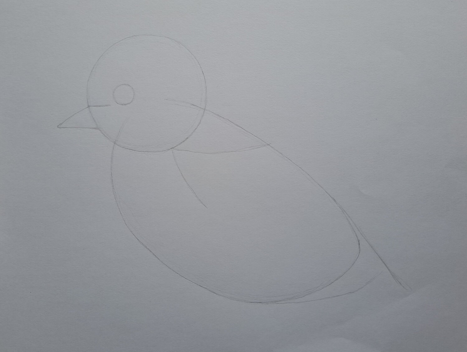 The Definitive Guide to Drawing a Realistic Bird | Muus Art