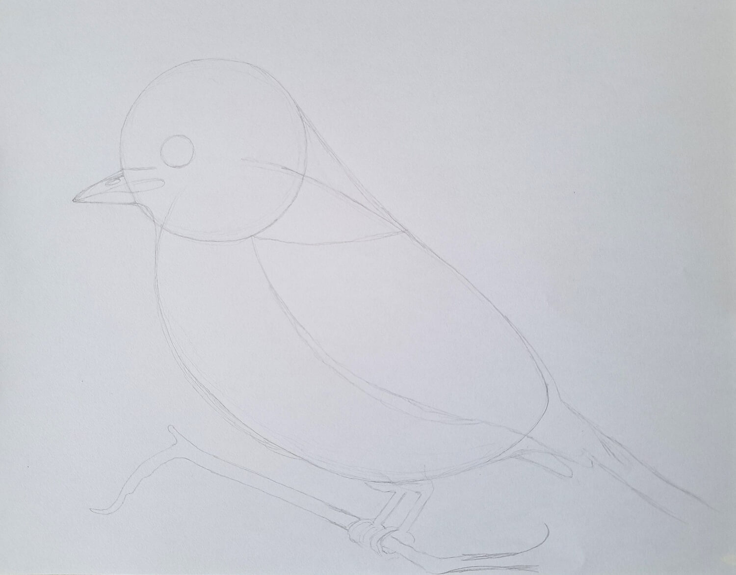 The Definitive Guide to Drawing a Realistic Bird | Muus Art