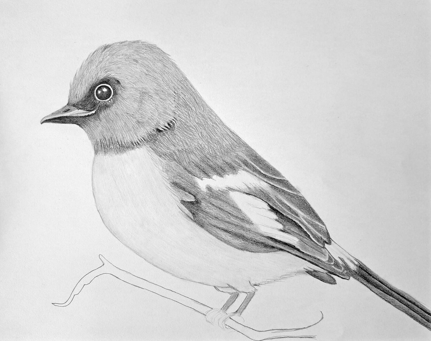 The Definitive Guide to Drawing a Realistic Bird | Muus Art