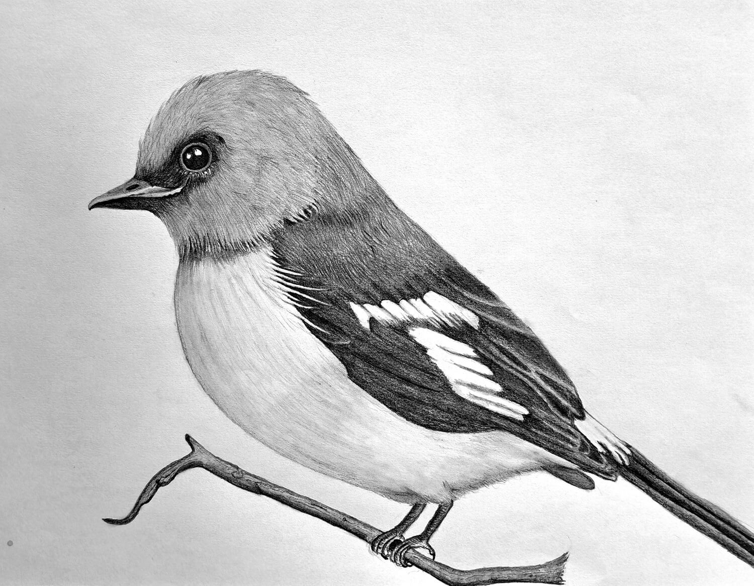 The Definitive Guide to Drawing a Realistic Bird | Muus Art