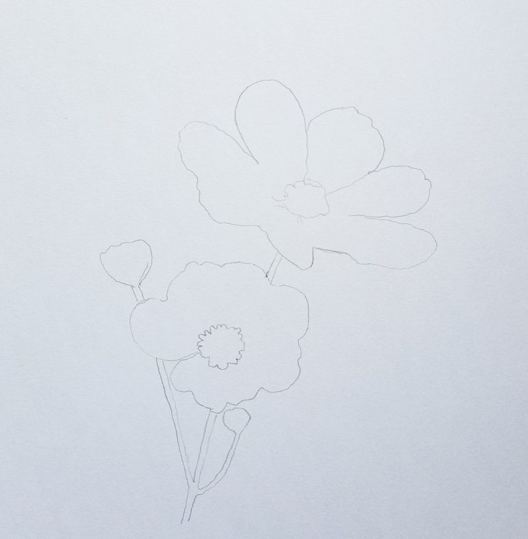 How to Draw Cosmos Flowers Step by Step | Muus Art