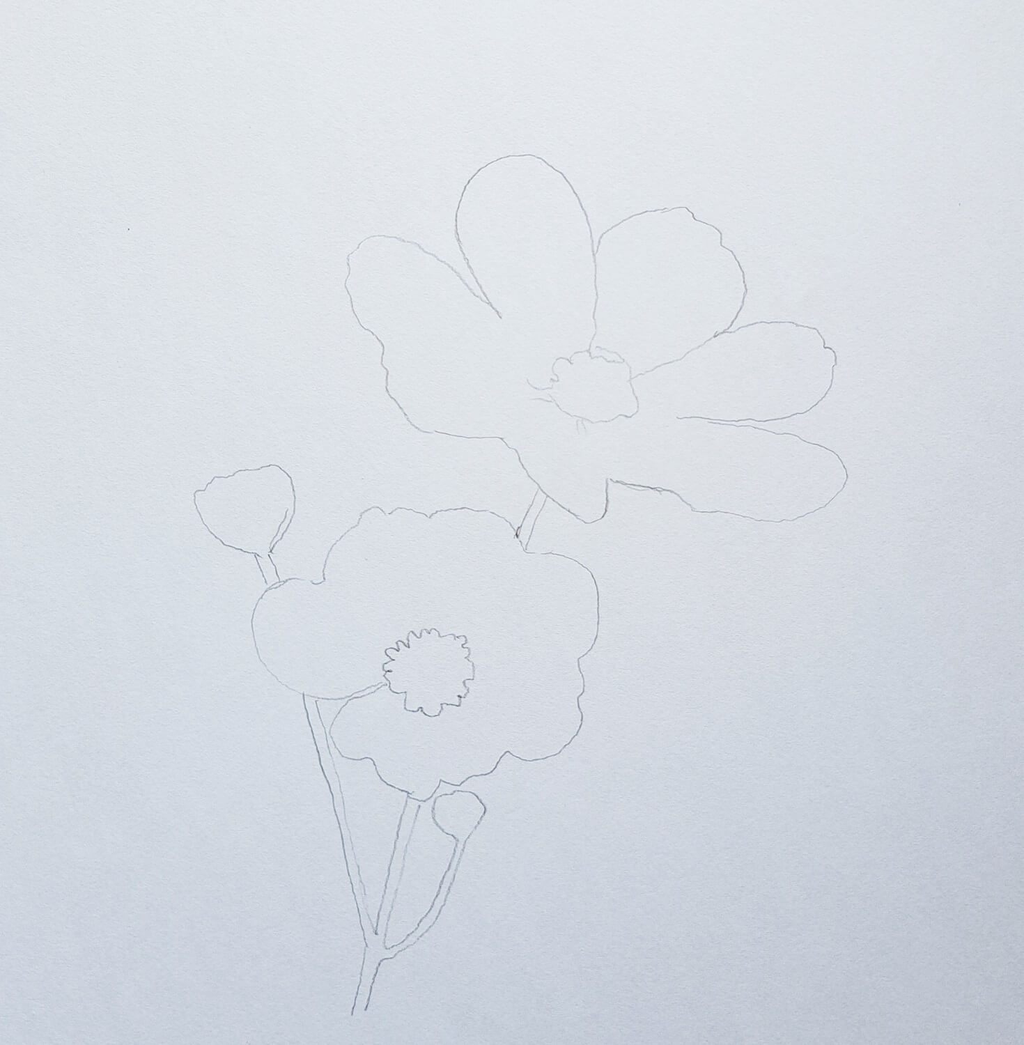 How to Draw Cosmos Flowers Step by Step | Muus Art