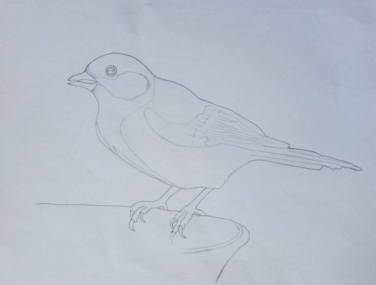 Step-by-Step Guide to Drawing Birds with Color Pencils | Muus Art