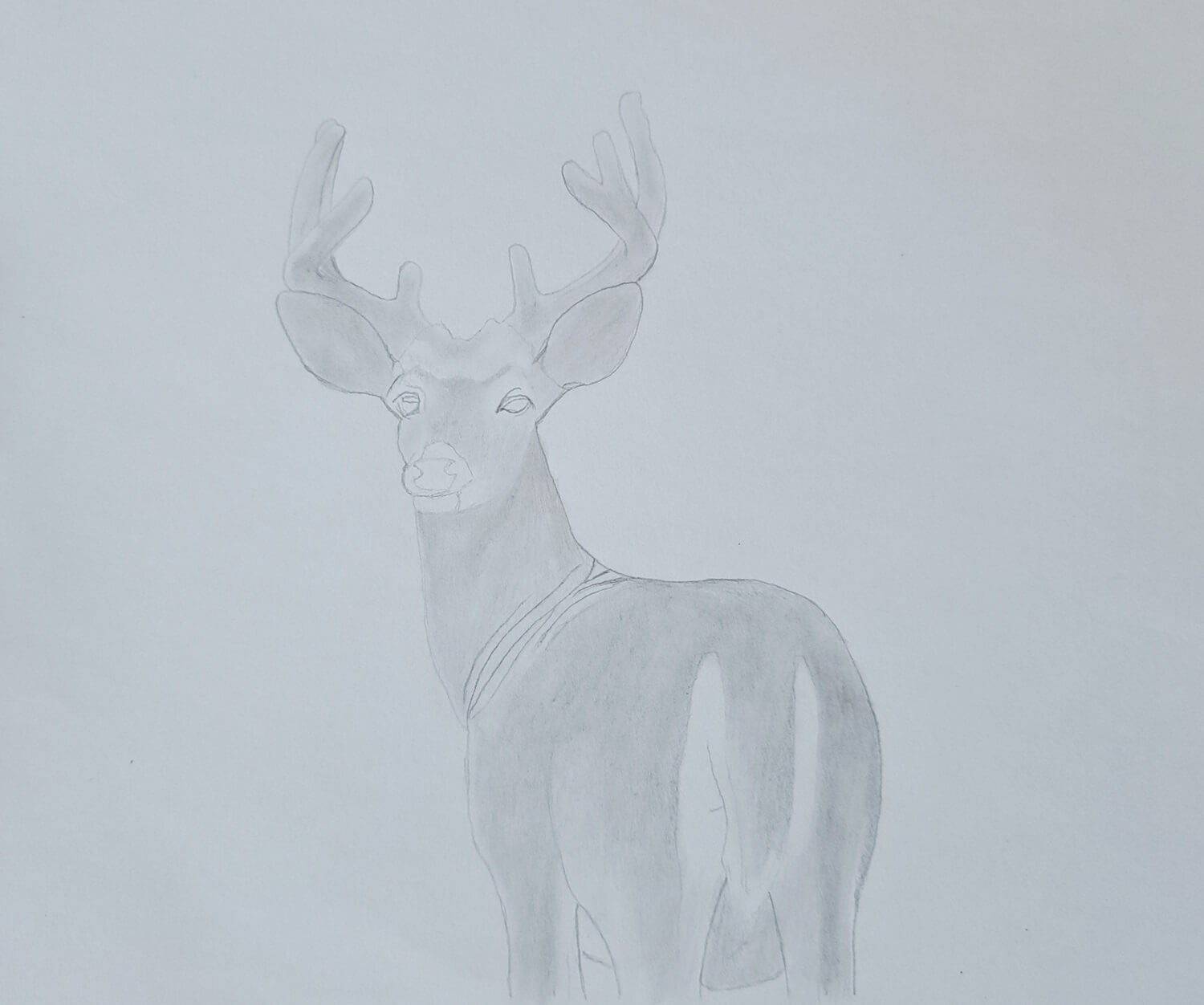 Easy Step-by-Step Tutorial on How to Draw a Realistic Deer | Muus Art