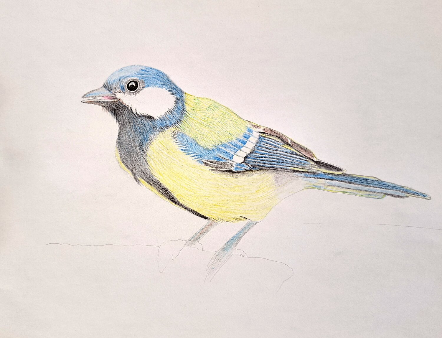 Step-by-Step Guide to Drawing Birds with Color Pencils | Muus Art