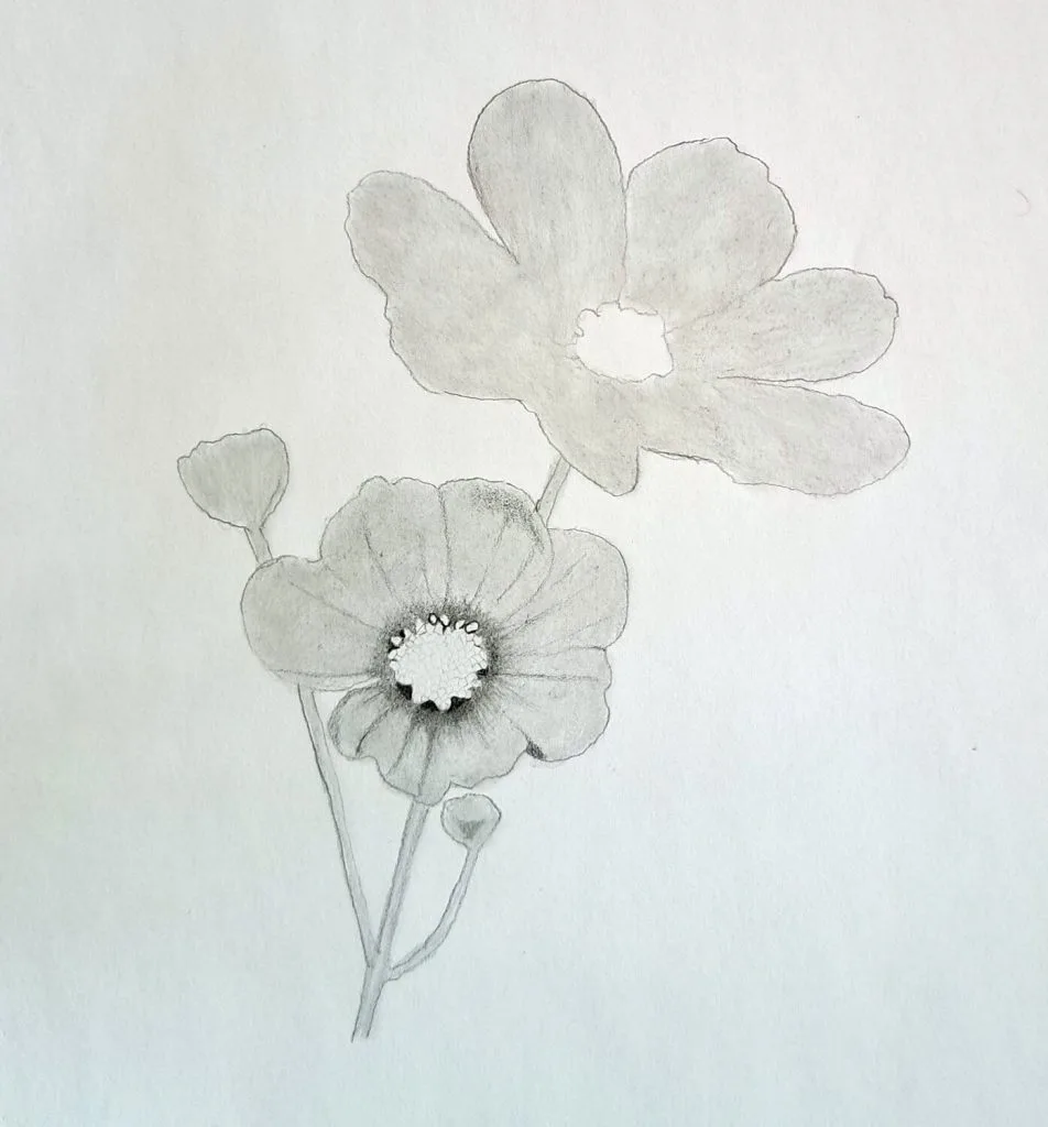 How to Draw Cosmos Flowers Step by Step | Muus Art