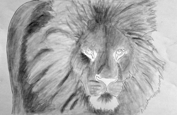 Learn How to Draw a Realistic Lion Step by Step | Muus Art