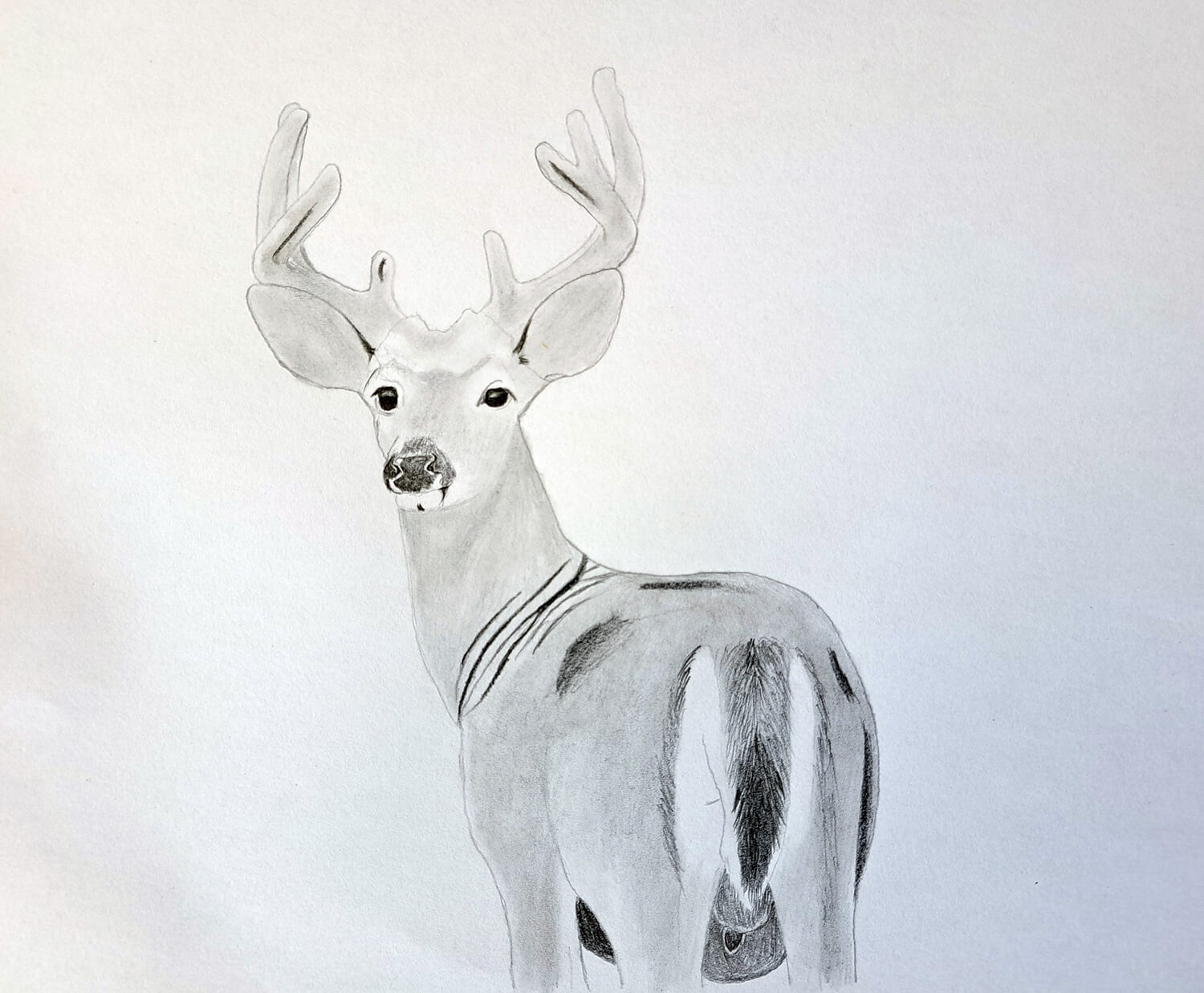 Easy Step-by-Step Tutorial on How to Draw a Realistic Deer | Muus Art