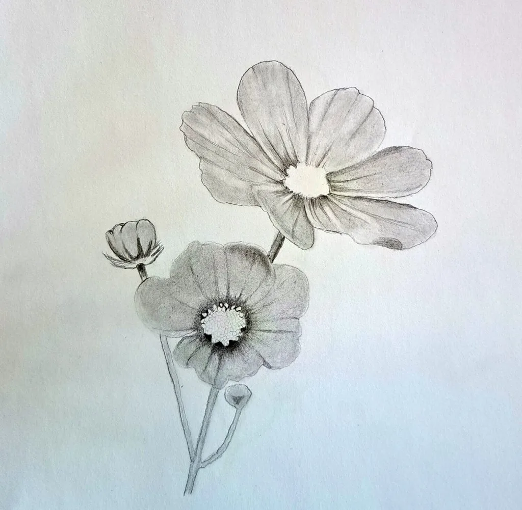 How to Draw Cosmos Flowers Step by Step | Muus Art