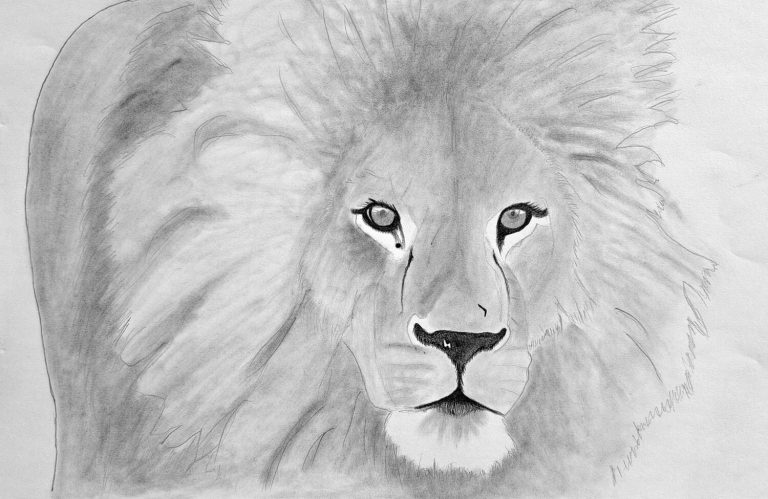 Learn How to Draw a Realistic Lion Step by Step | Muus Art
