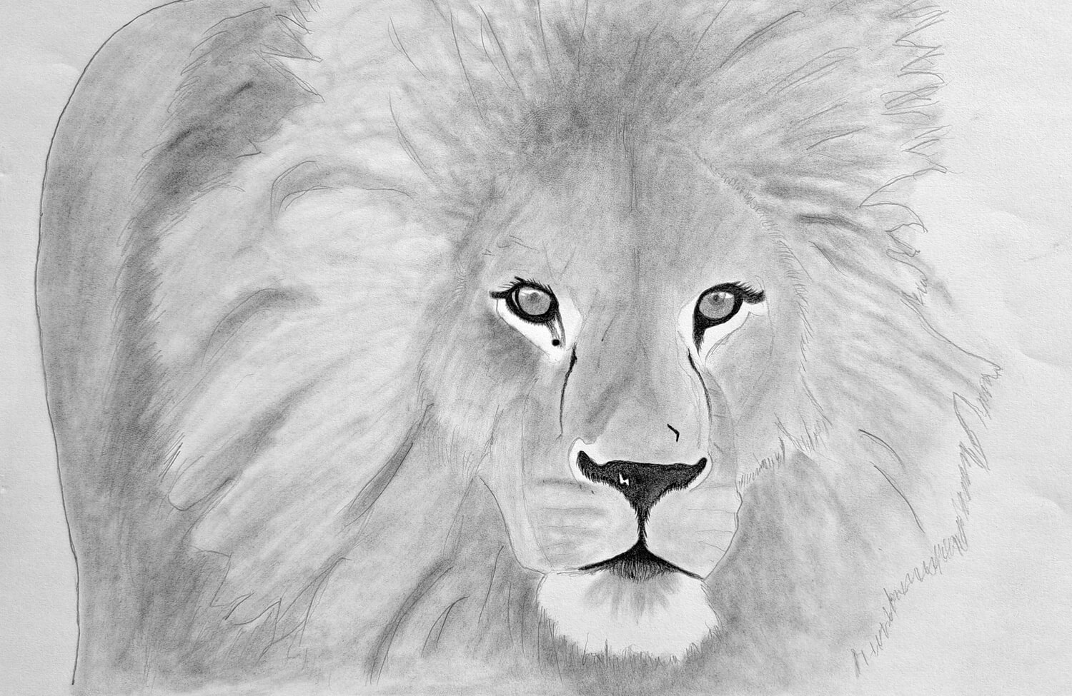 Learn How to Draw a Realistic Lion Step by Step | Muus Art