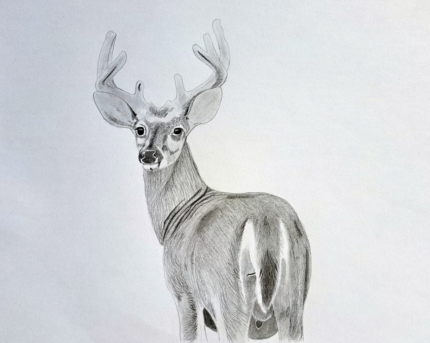 Easy Step-by-Step Tutorial on How to Draw a Realistic Deer | Muus Art