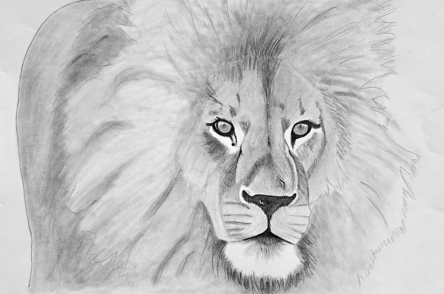 Learn How to Draw a Realistic Lion Step by Step | Muus Art